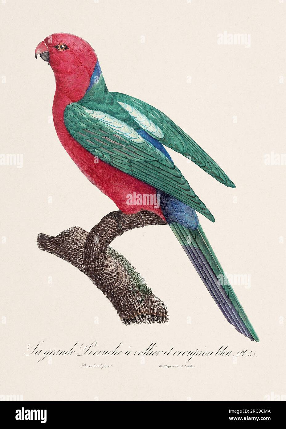 Vintage parrot illustration. Zoologically detailed French depiction ...
