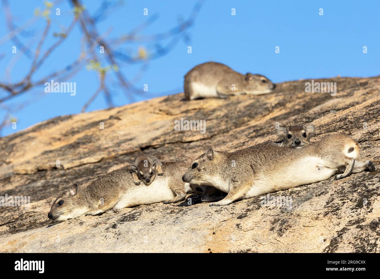 Warm up pads hi-res stock photography and images - Alamy