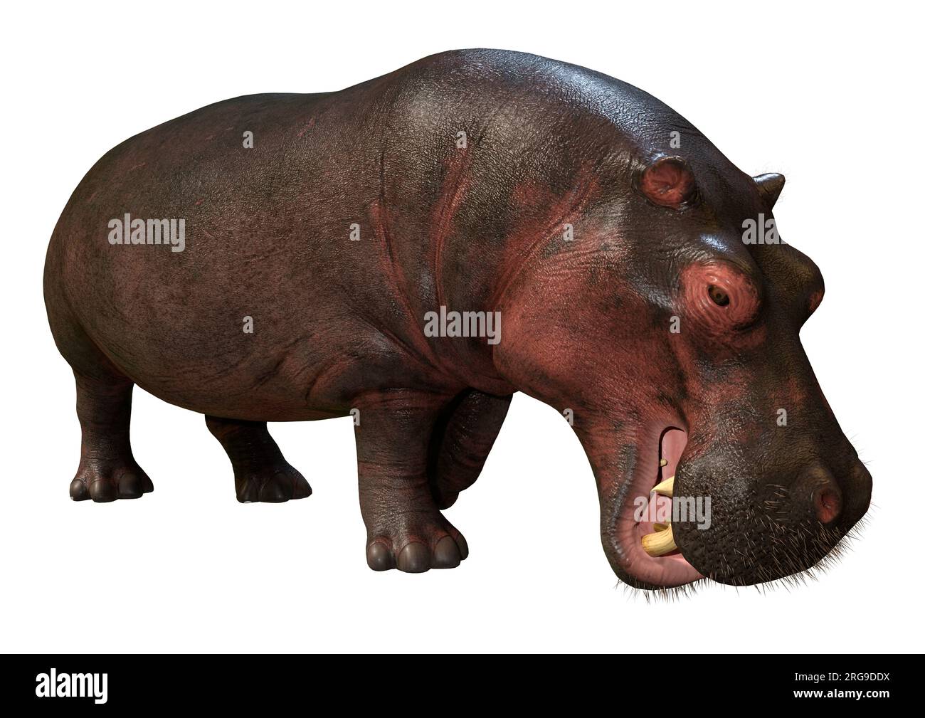 3D rendering of a hippopotamus animal isolated on white background ...