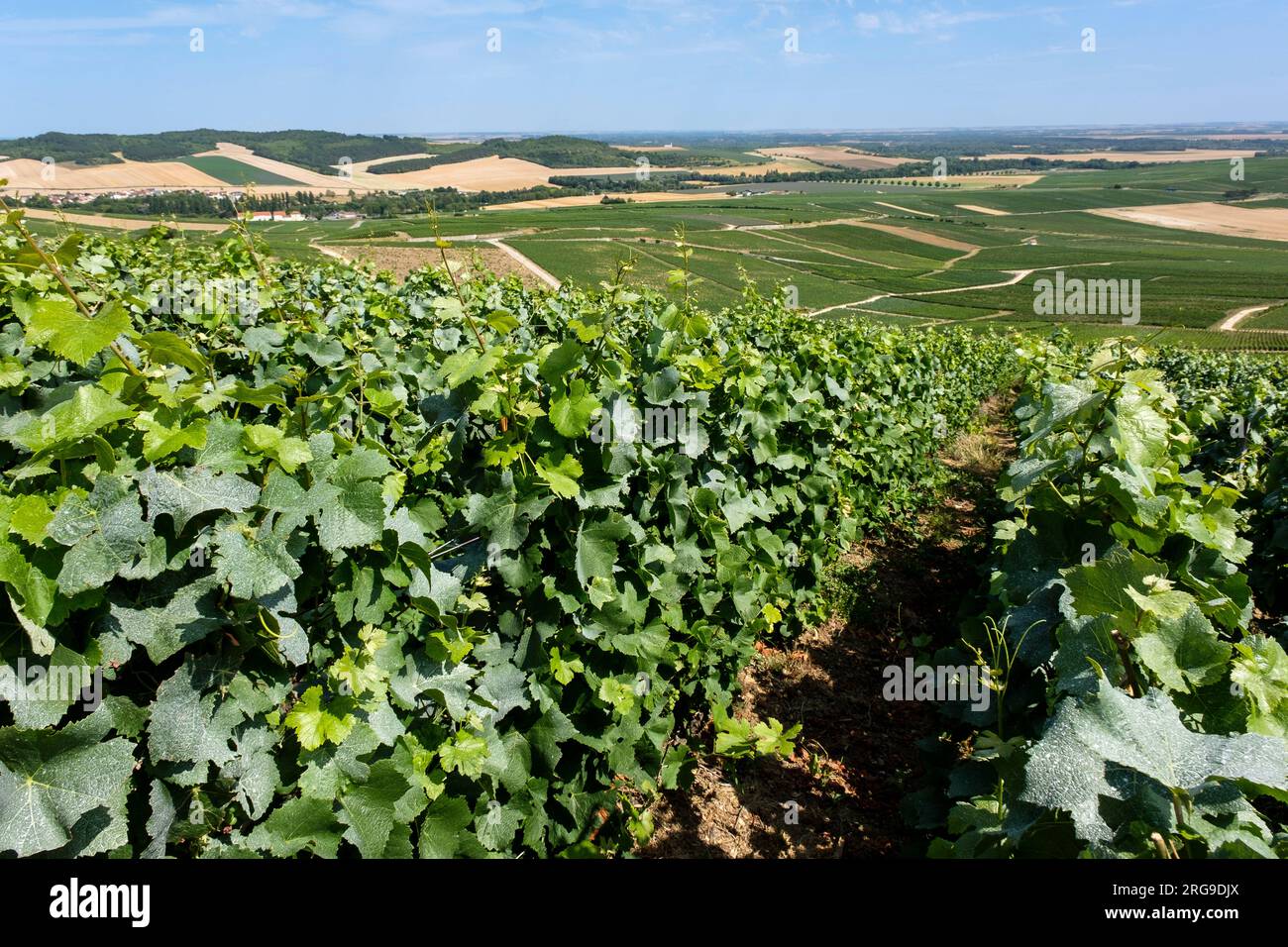 Perched on a promontory the village of Mutigny offers a beautiful ...