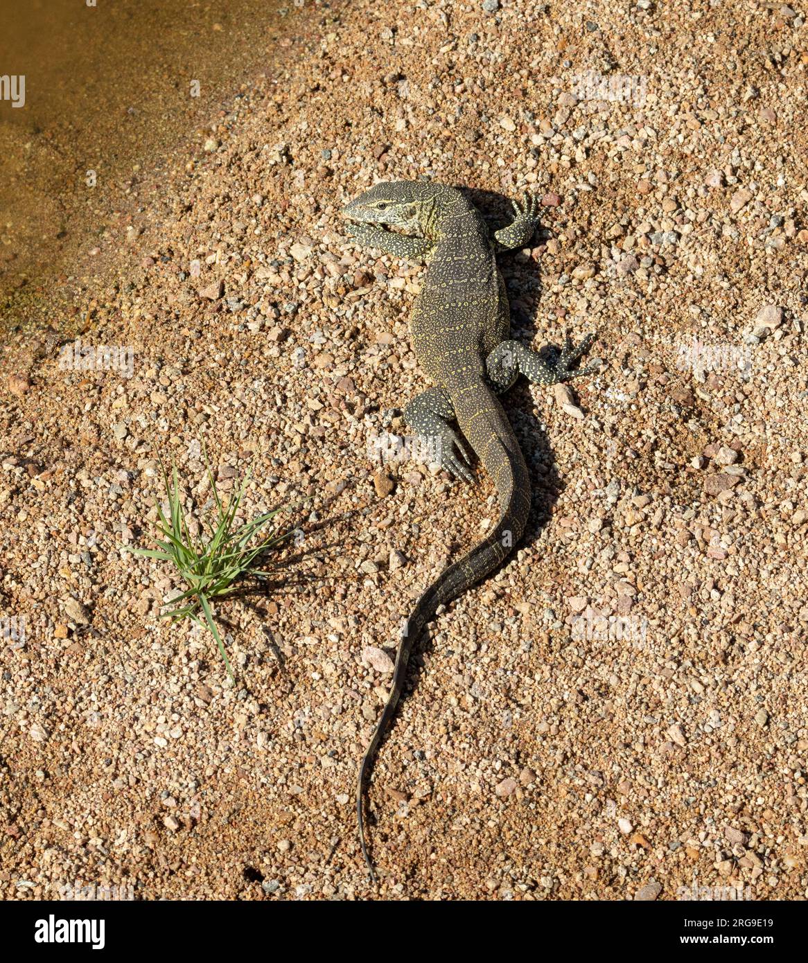 A juvenile Water or Nile Monitor basks in the sunshine next to the ...