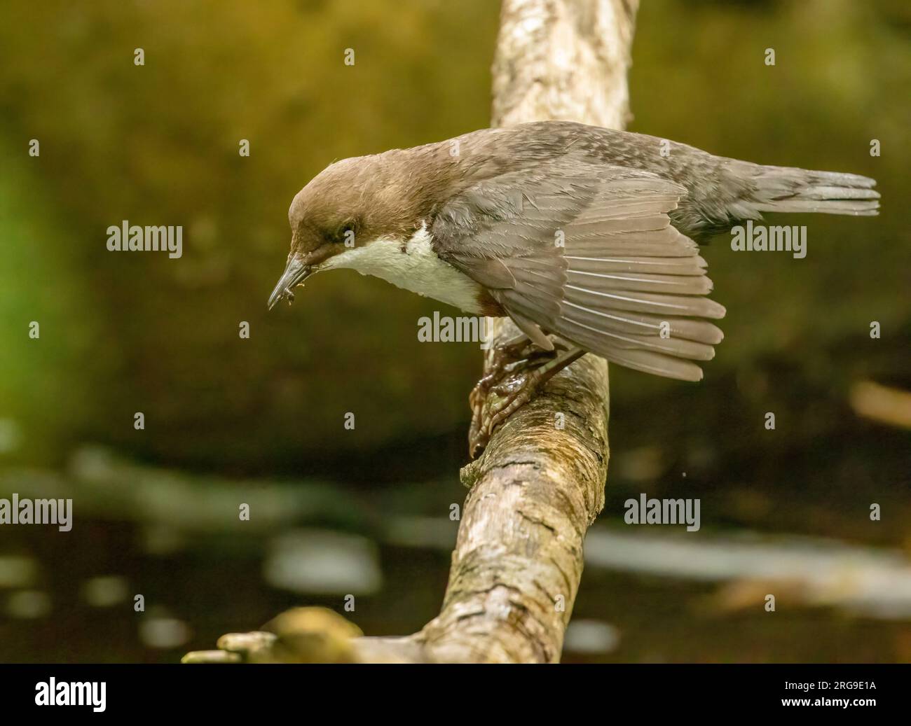 Dipper bird gathering bugs from the river to feed young Stock Photo - Alamy