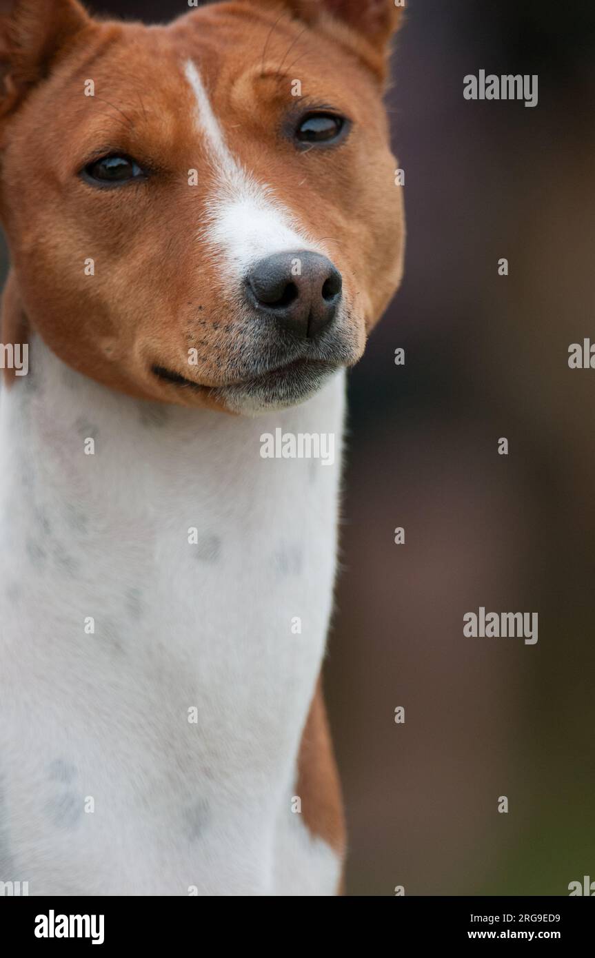 Pedigree basenji hi-res stock photography and images - Alamy