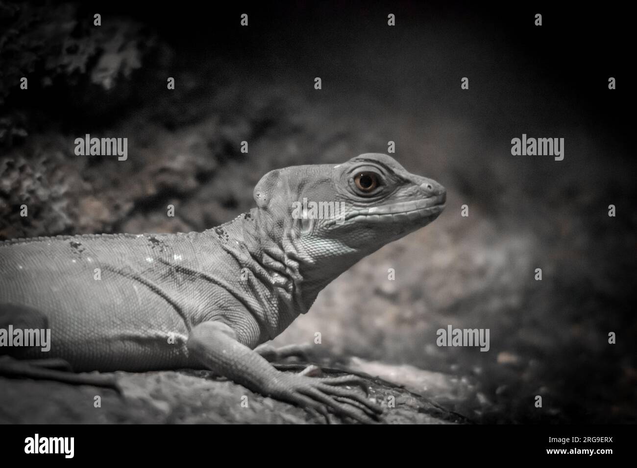 Lizard duck hi-res stock photography and images - Alamy