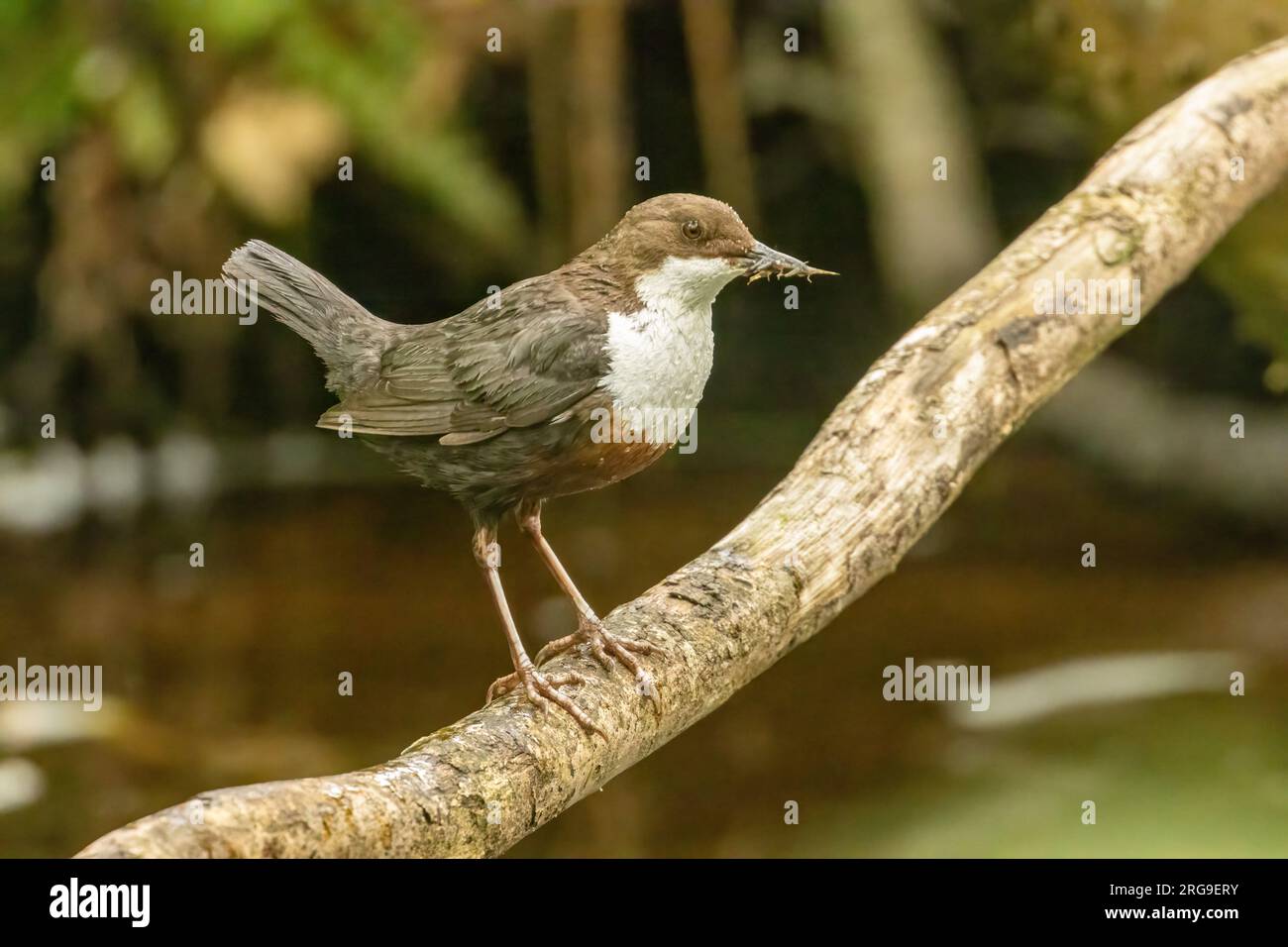 Dipper bird gathering bugs from the river to feed young Stock Photo - Alamy