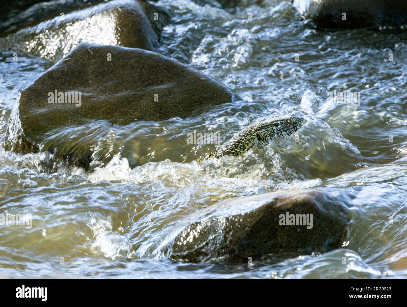 The Nile or Water Monitor is superbly adapted to the aquatic ...