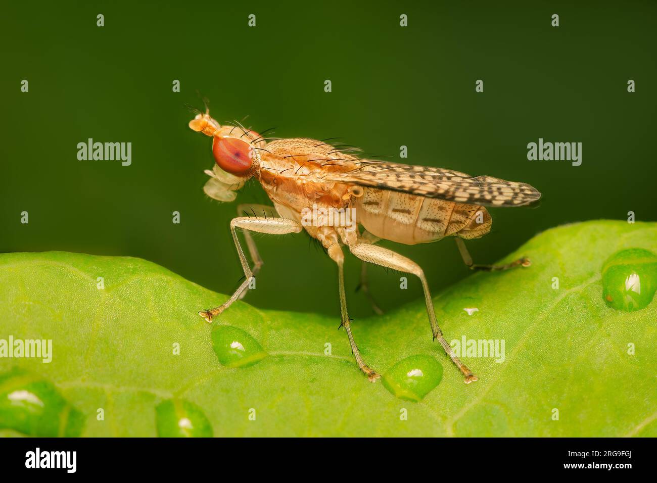 Black spots on thorax hi-res stock photography and images - Alamy