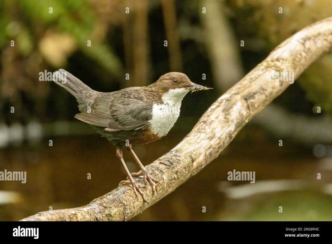 Dipper bird gathering bugs from the river to feed young Stock Photo - Alamy