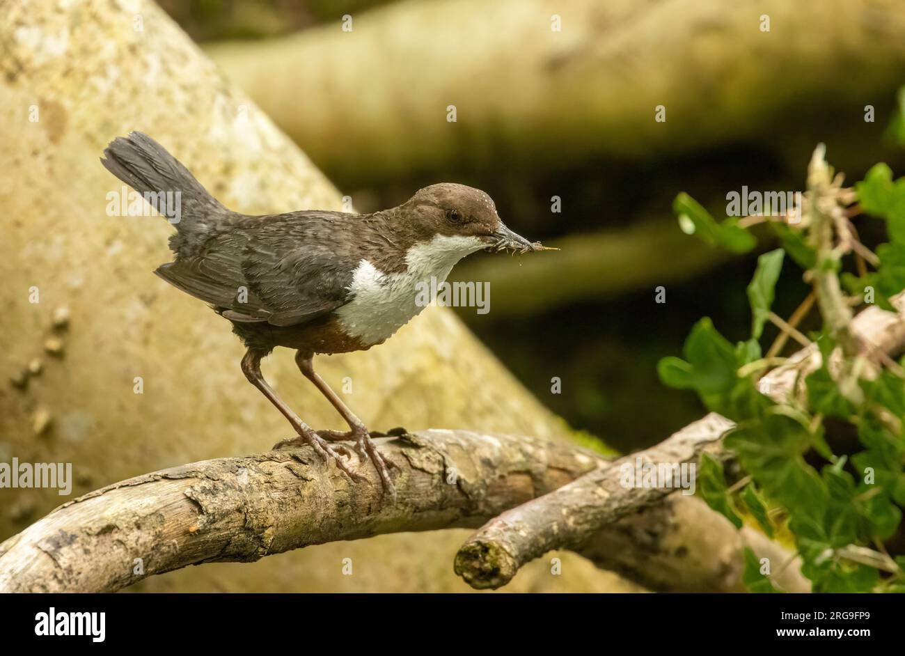 Dipper bird gathering bugs from the river to feed young Stock Photo - Alamy