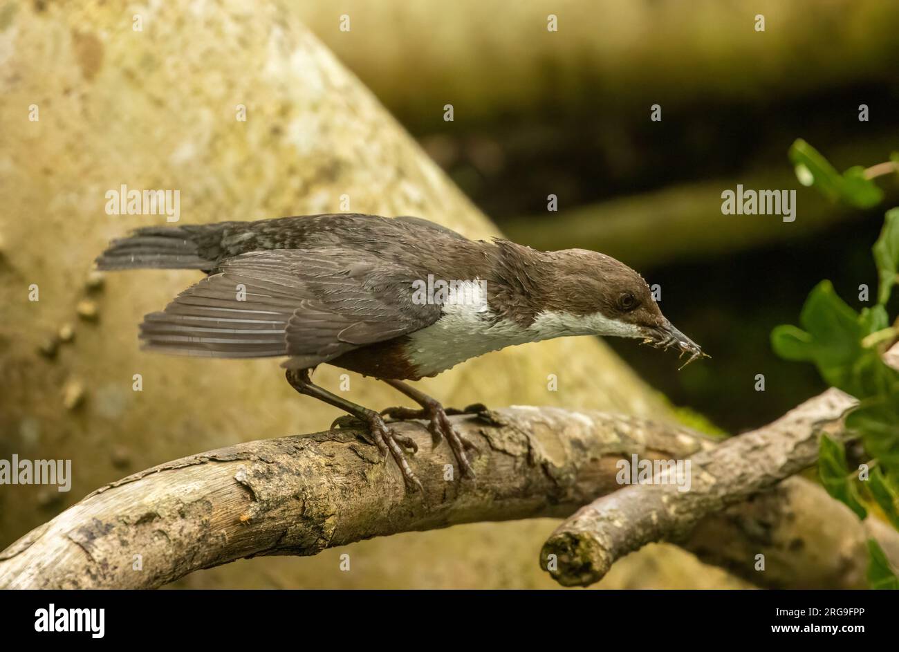 Dipper bird gathering bugs from the river to feed young Stock Photo - Alamy