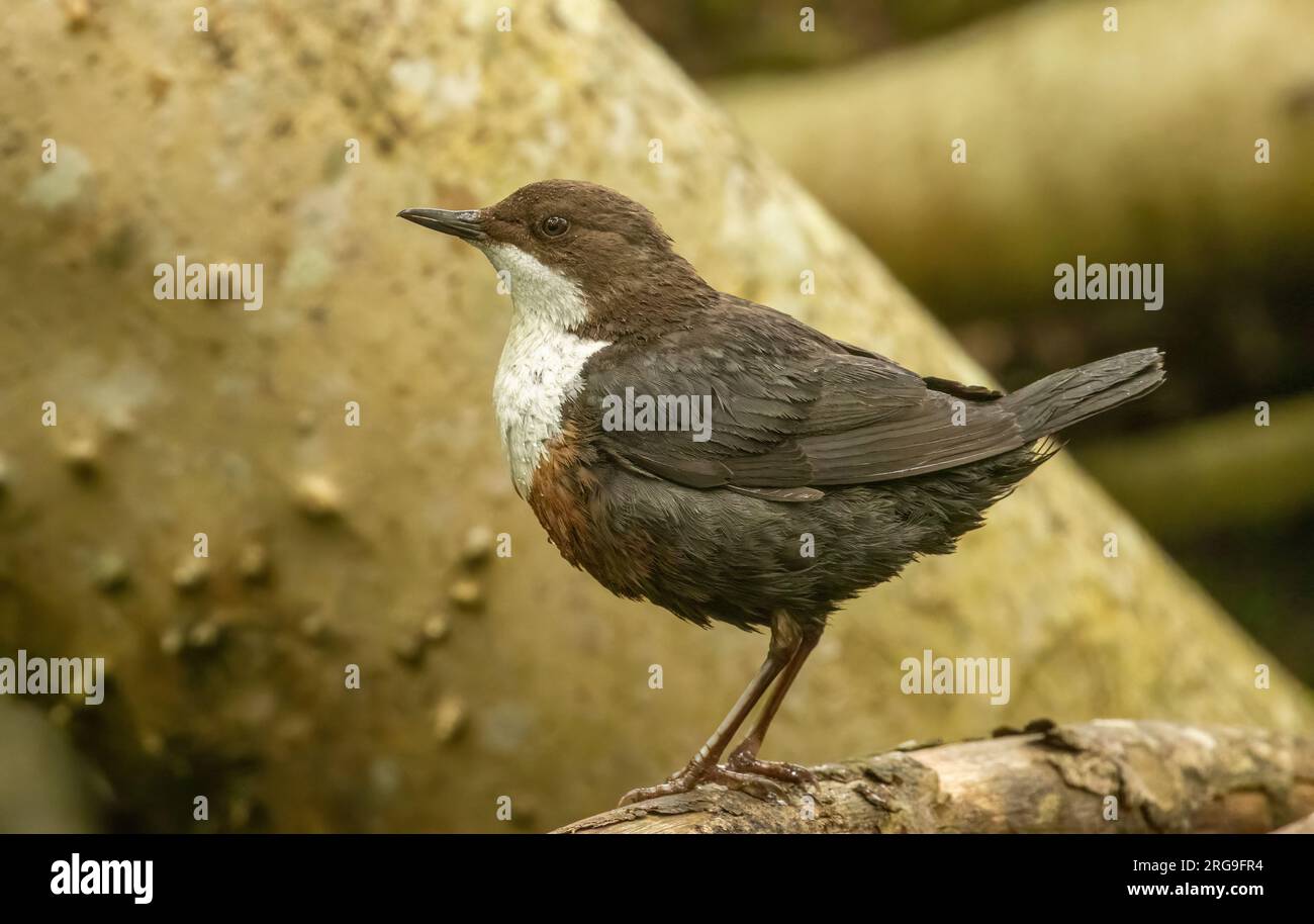 Dipper bird gathering bugs from the river to feed young Stock Photo - Alamy