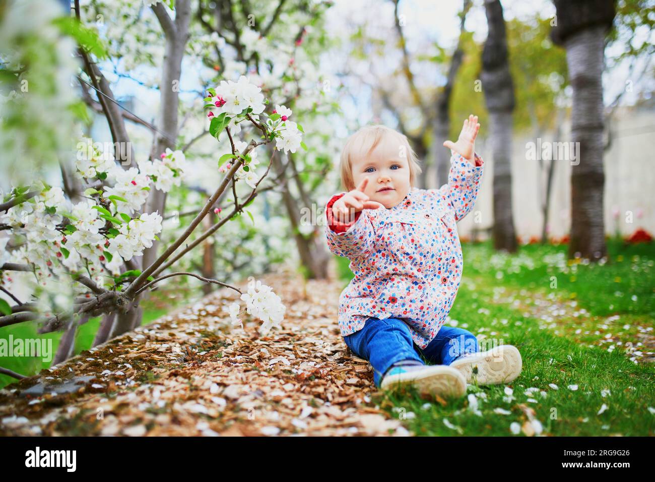 One year old girl sitting on the ground near apple trees in full bloom ...