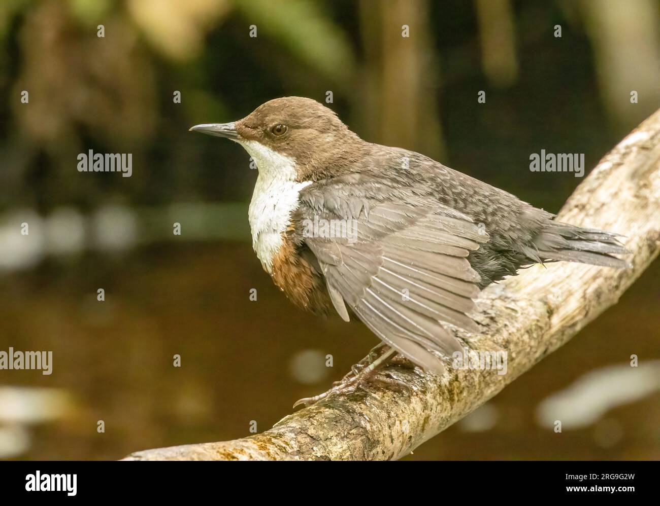 Dipper bird gathering bugs from the river to feed young Stock Photo - Alamy
