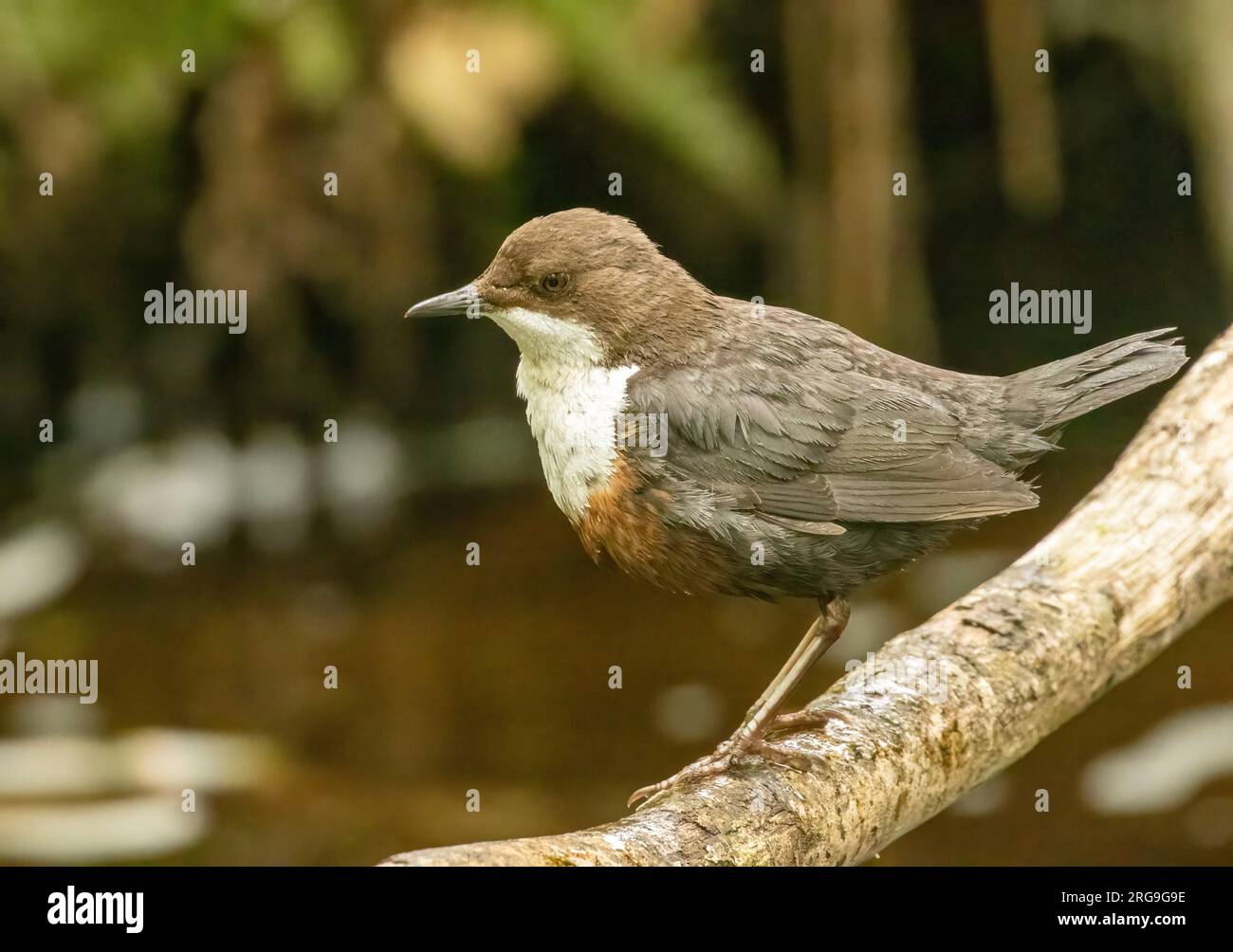 Dipper bird gathering bugs from the river to feed young Stock Photo - Alamy