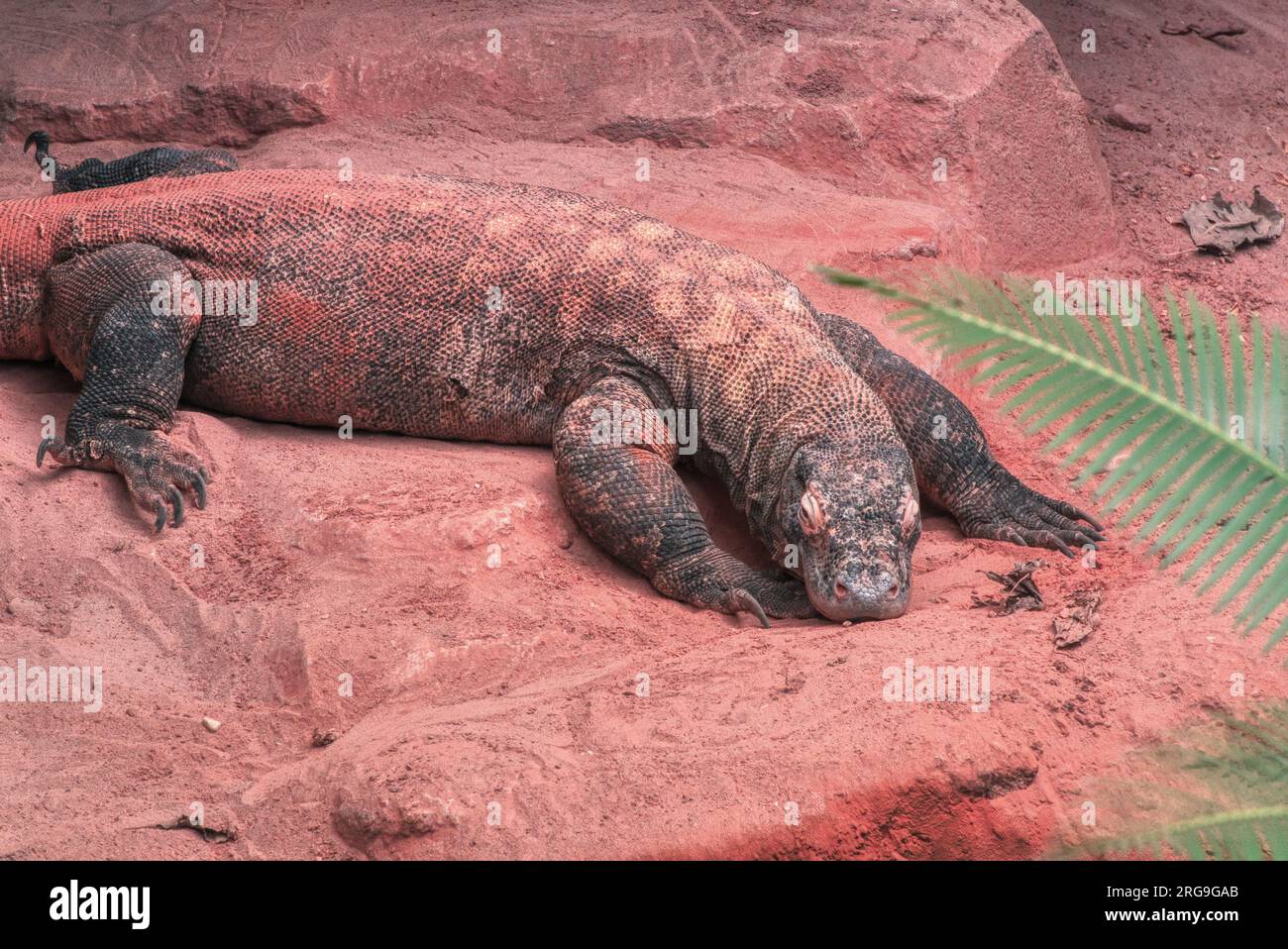 A Captivating Safari: Encharting Animals at Biopark Bussolengo Stock ...
