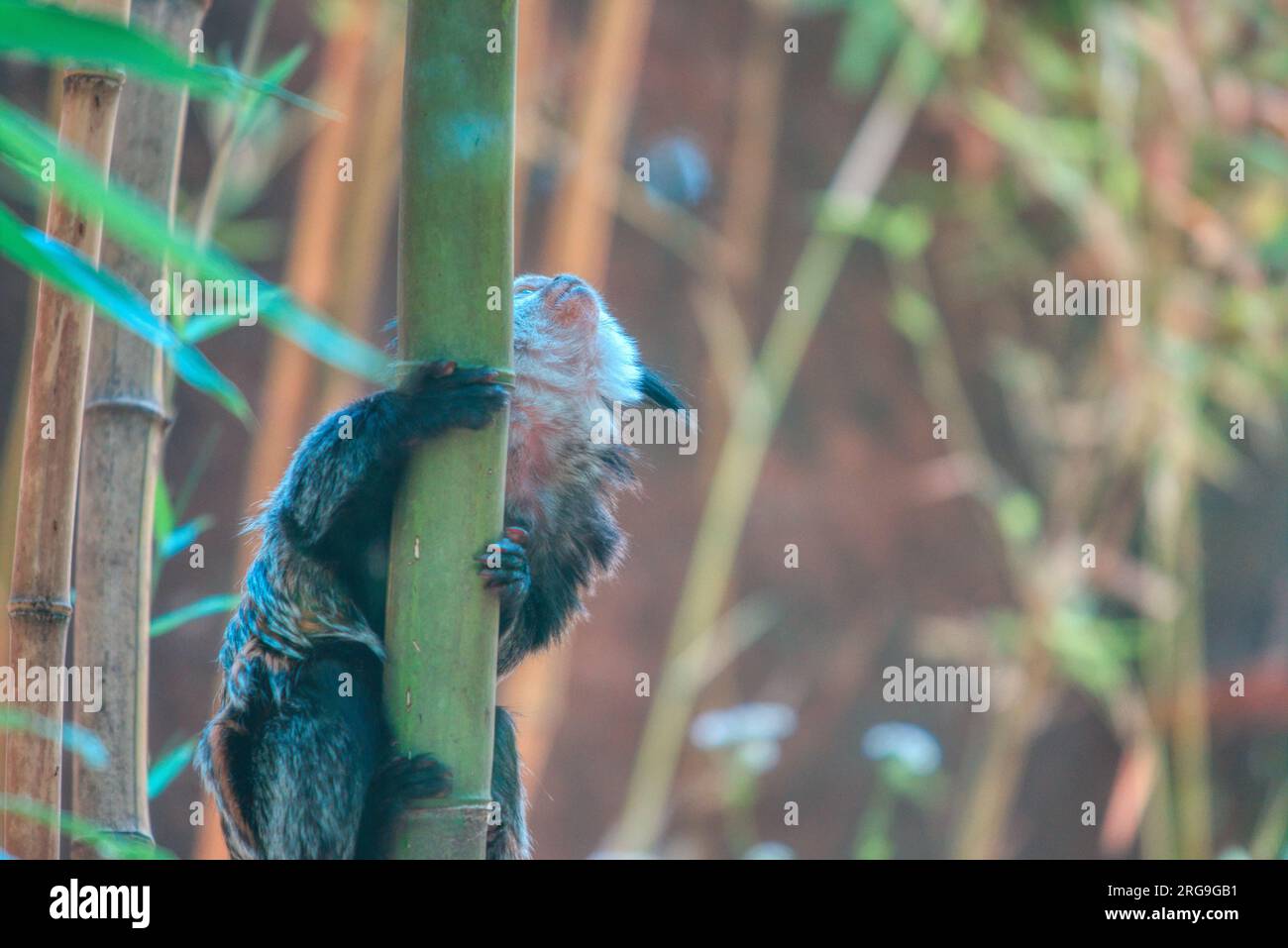 A Captivating Safari: Encharting Animals at Biopark Bussolengo Stock ...