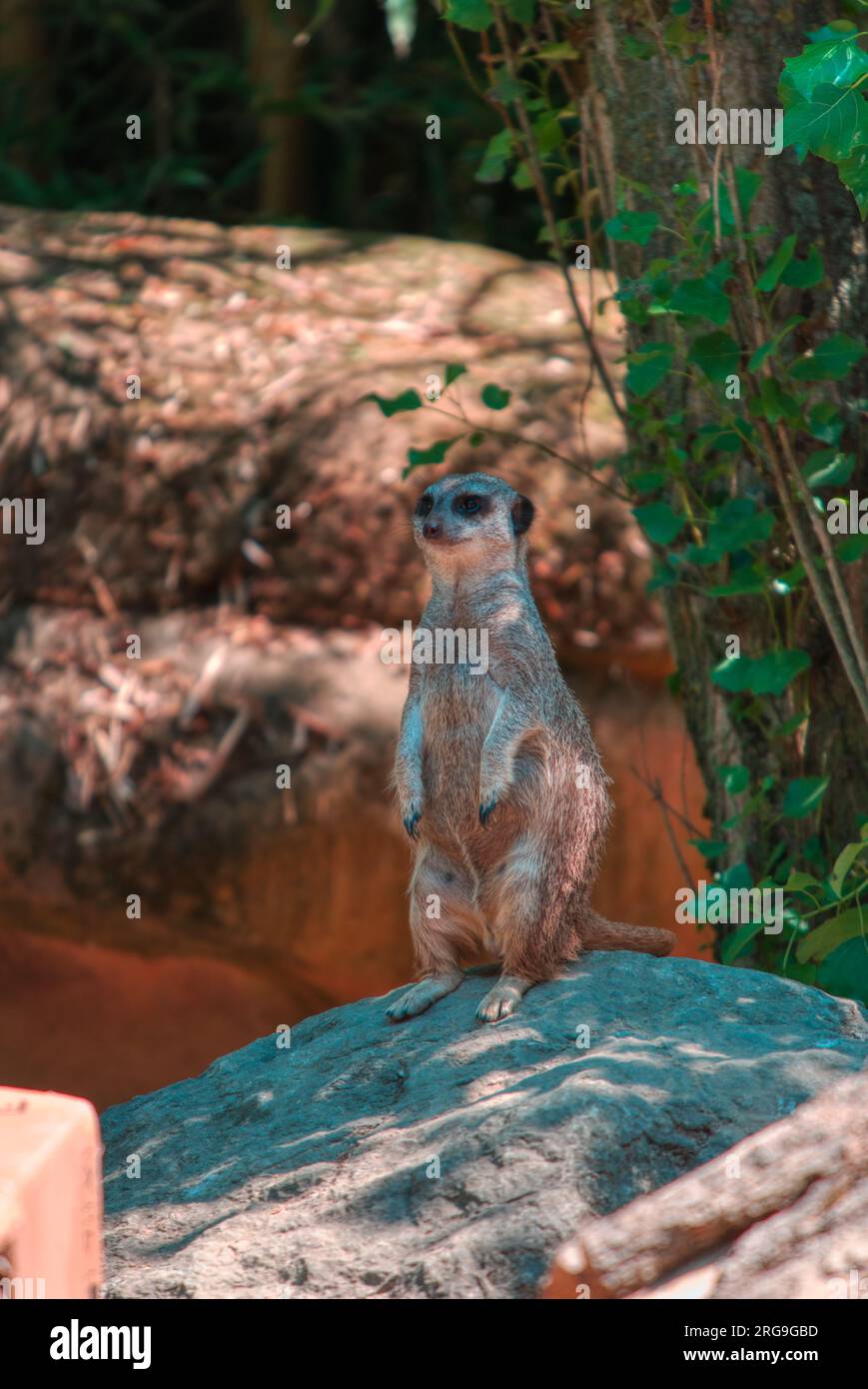 A Captivating Safari: Encharting Animals at Biopark Bussolengo Stock ...