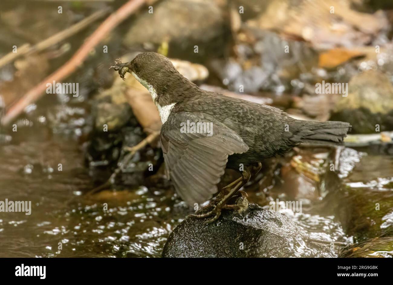 Dipper bird gathering bugs from the river to feed young Stock Photo - Alamy