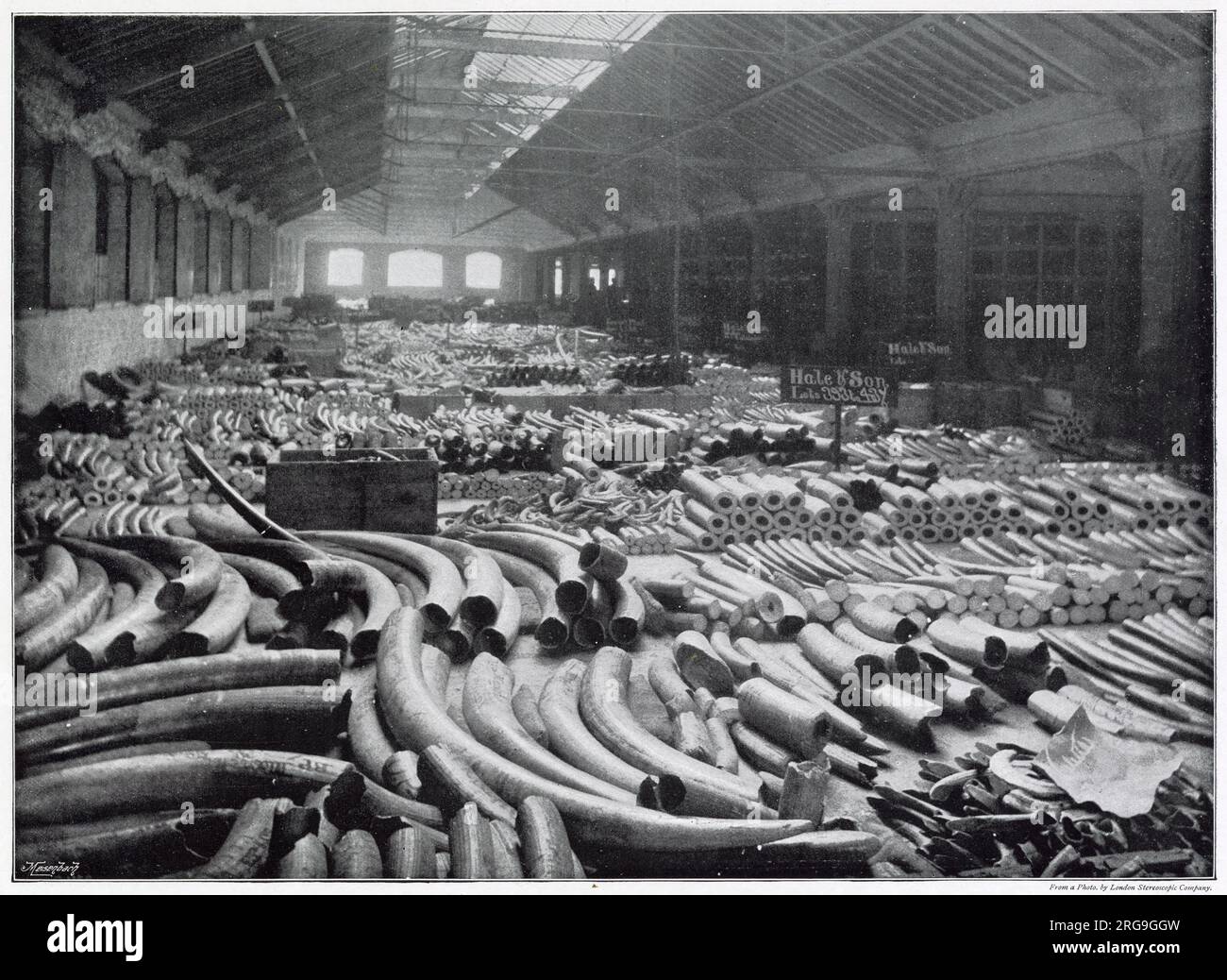 Extraordinary view of an entire floor of ivory in a huge warehouse, a ...