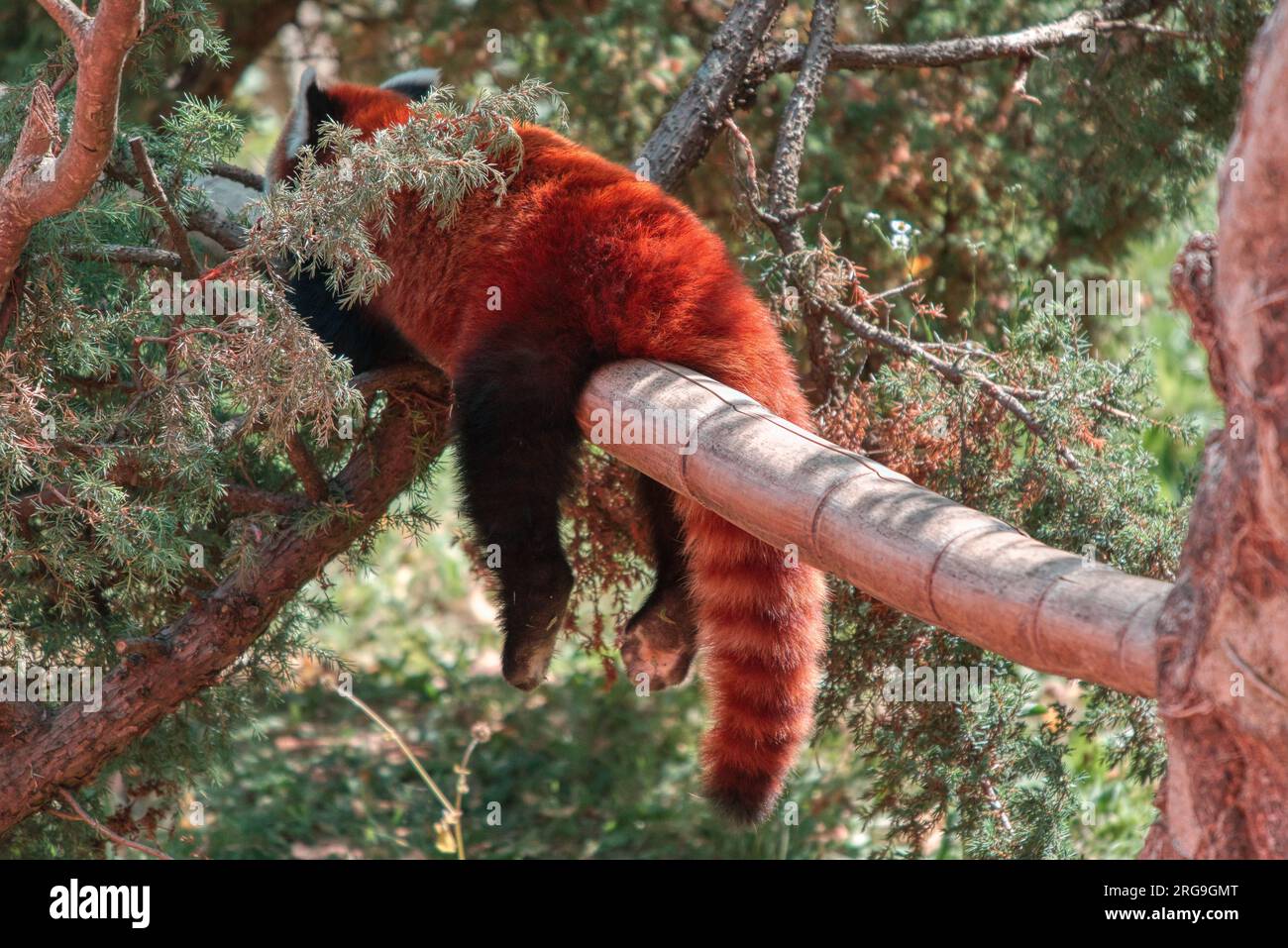 A Captivating Safari: Encharting Animals at Biopark Bussolengo Stock ...