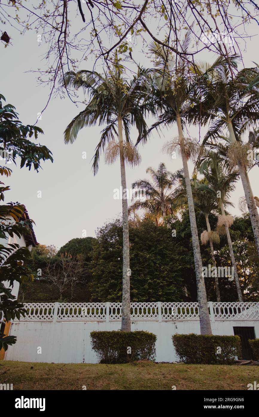 country house gardening design with palm trees Stock Photo - Alamy