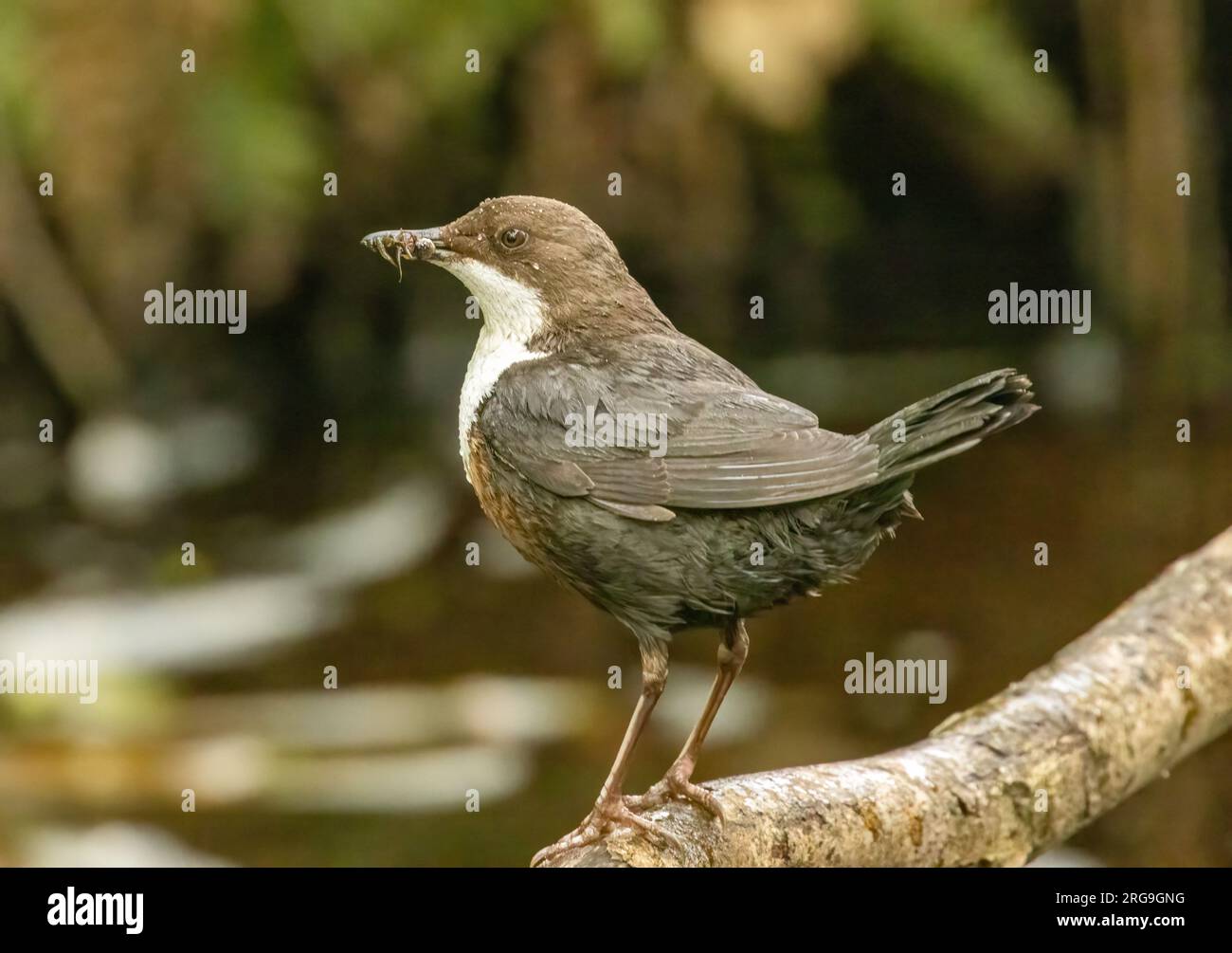 Dipper bird gathering bugs from the river to feed young Stock Photo - Alamy