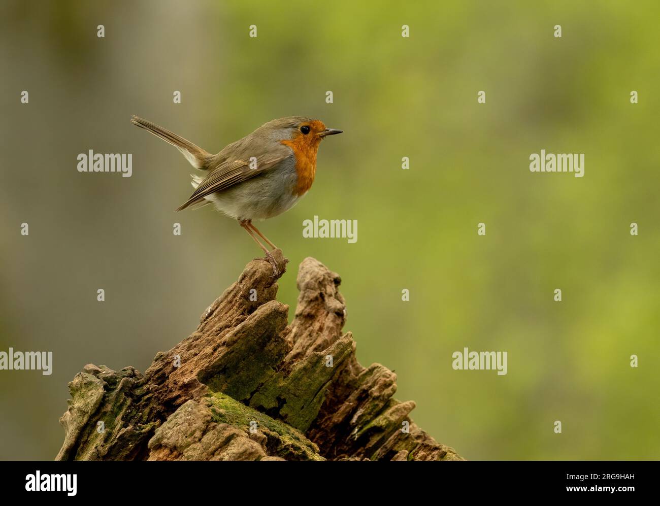 Beautiful robin redbreast perched on wood in the forest with natural ...