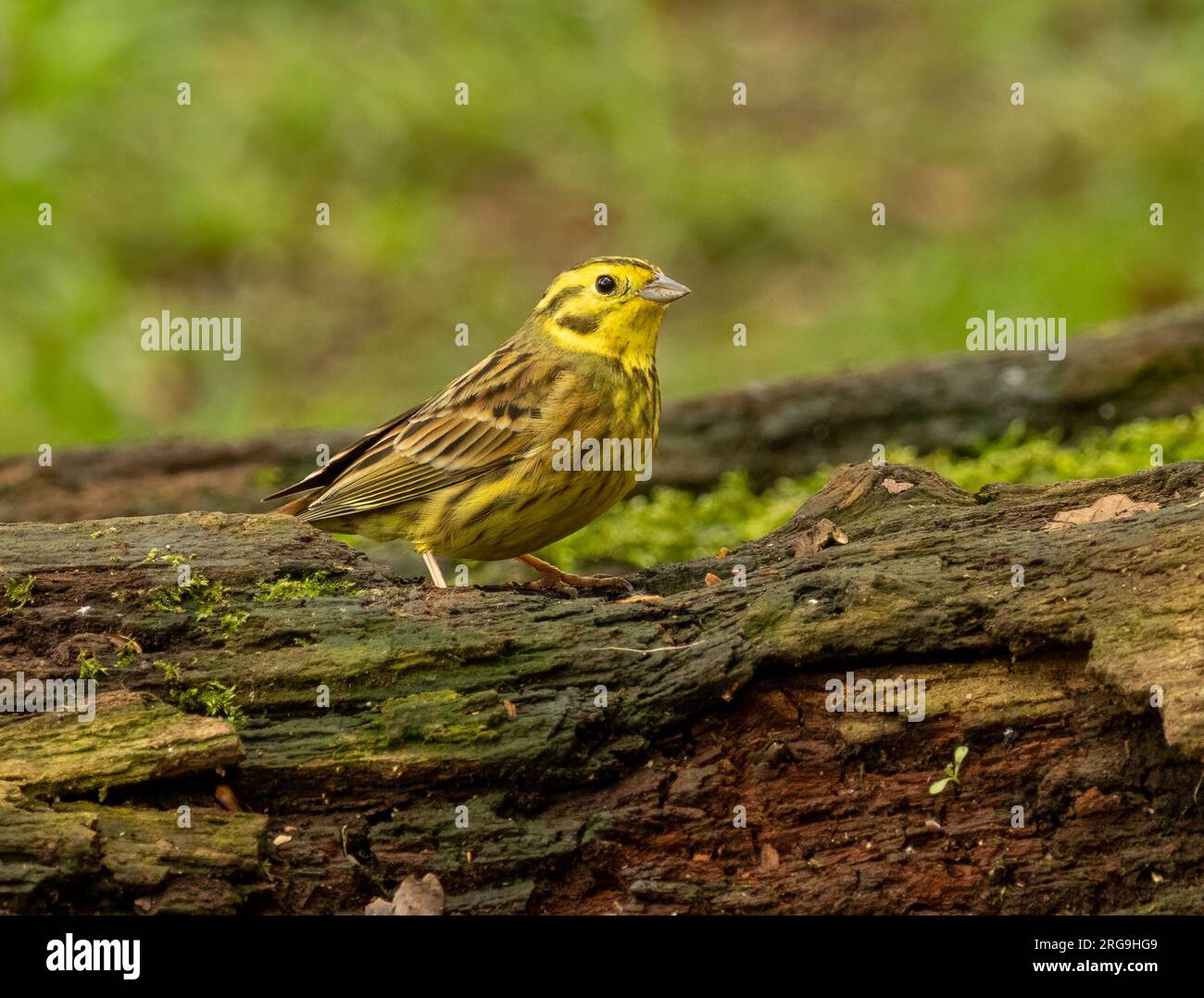 Yellow hammer bird hi-res stock photography and images - Alamy