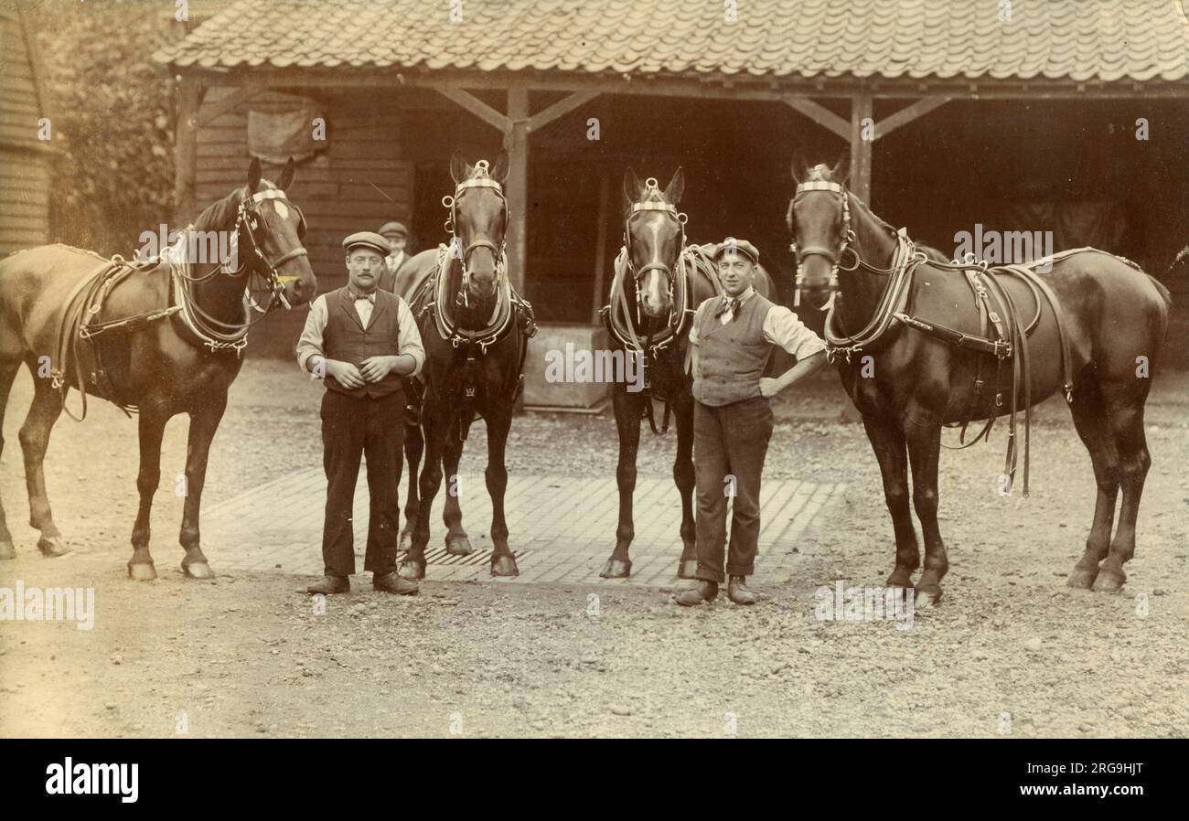 Two stable grooms with four beautiful carriage horses in full tack ...