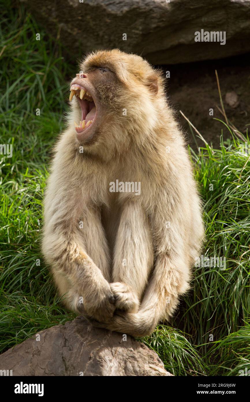 Barbary macaques old hi-res stock photography and images - Alamy