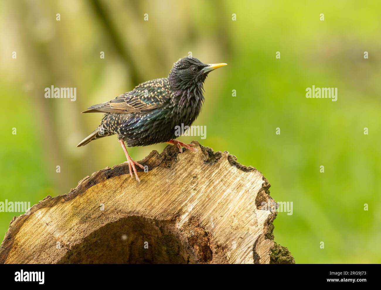Colourful plumage on starling with natural forest background Stock ...