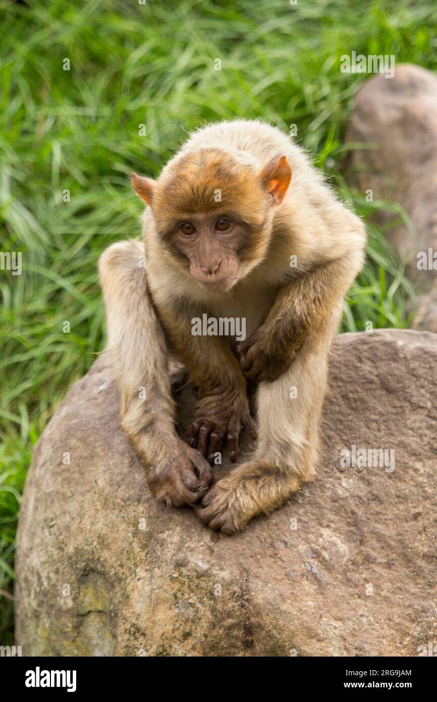 Macaque species hi-res stock photography and images - Alamy