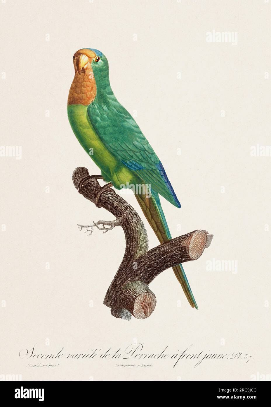 Vintage parrot illustration. Zoologically detailed French depiction ...