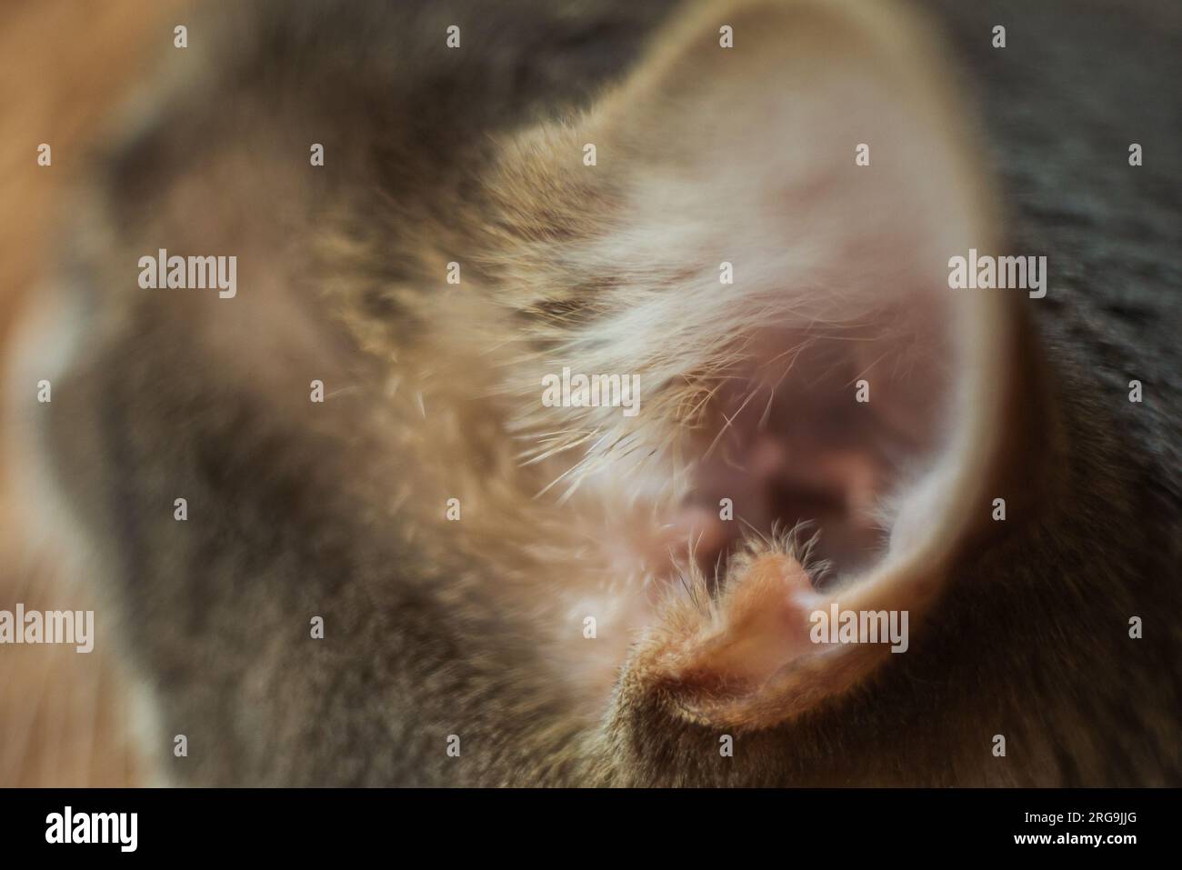 cat ear scratches flares treatment veterinarian pet care help infection ...