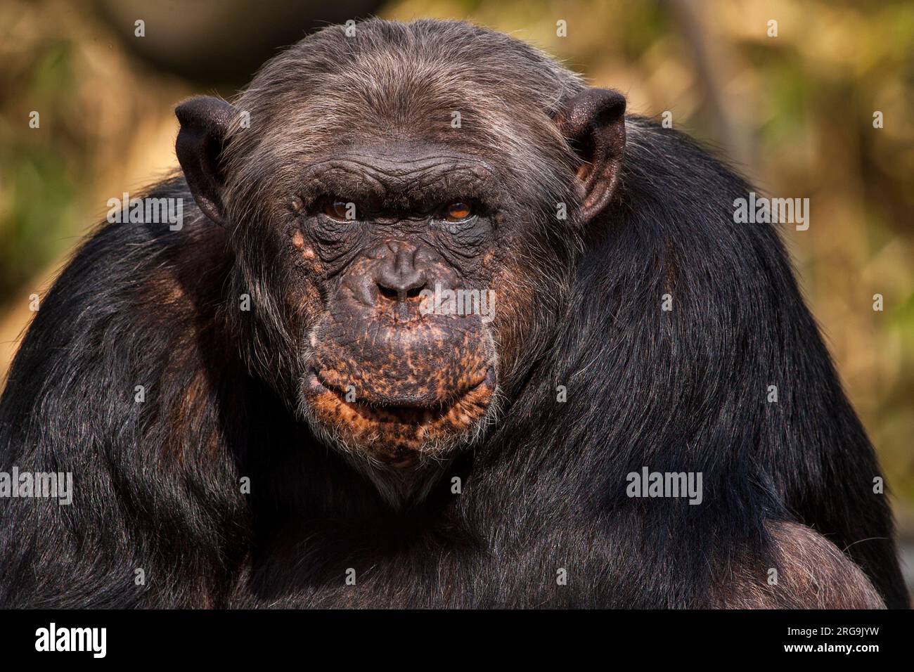 Funny Chimpanzee Face