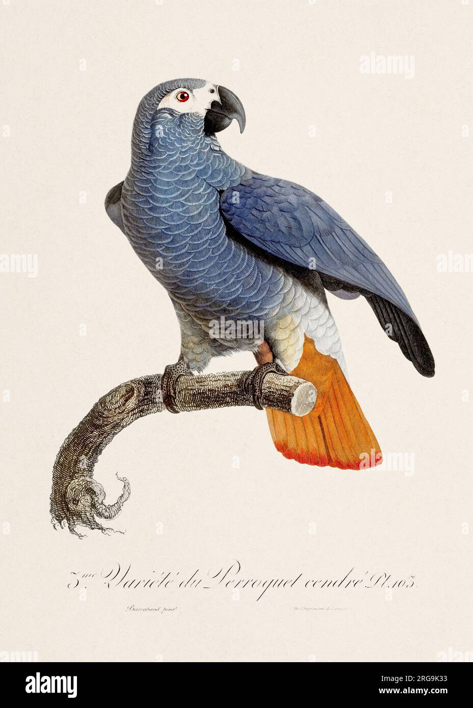 Vintage parrot illustration. Zoologically detailed French depiction ...