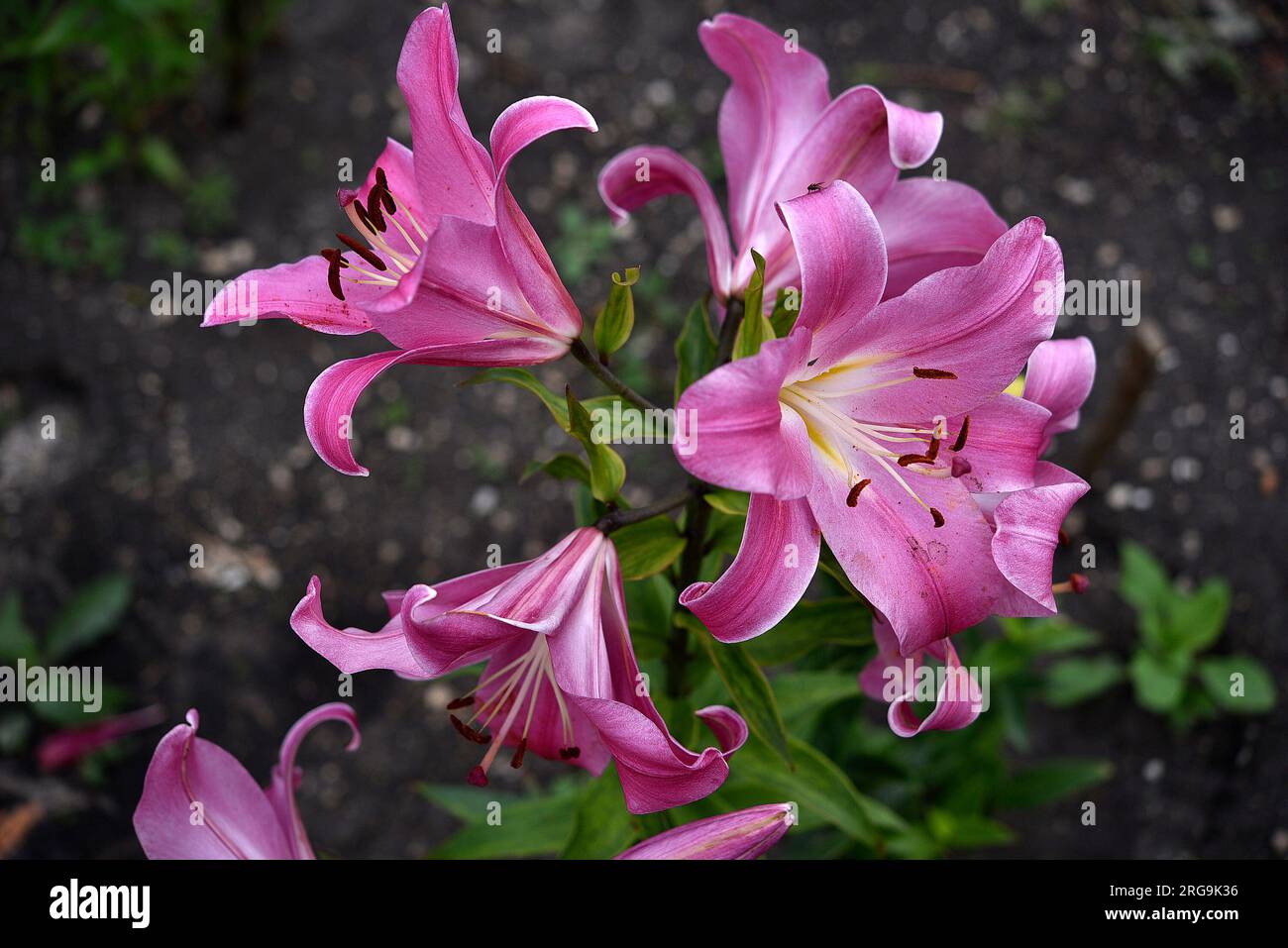 Red and white lily flowers. Red lilies. A beautiful bouquet of lilies ...