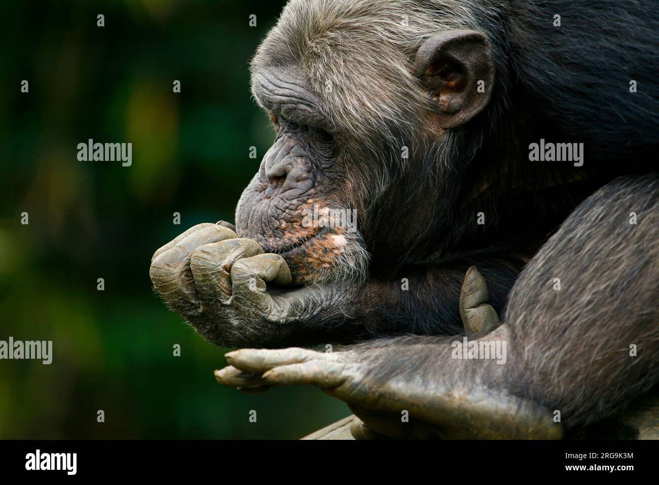 Skunk Ape Chimpanzee