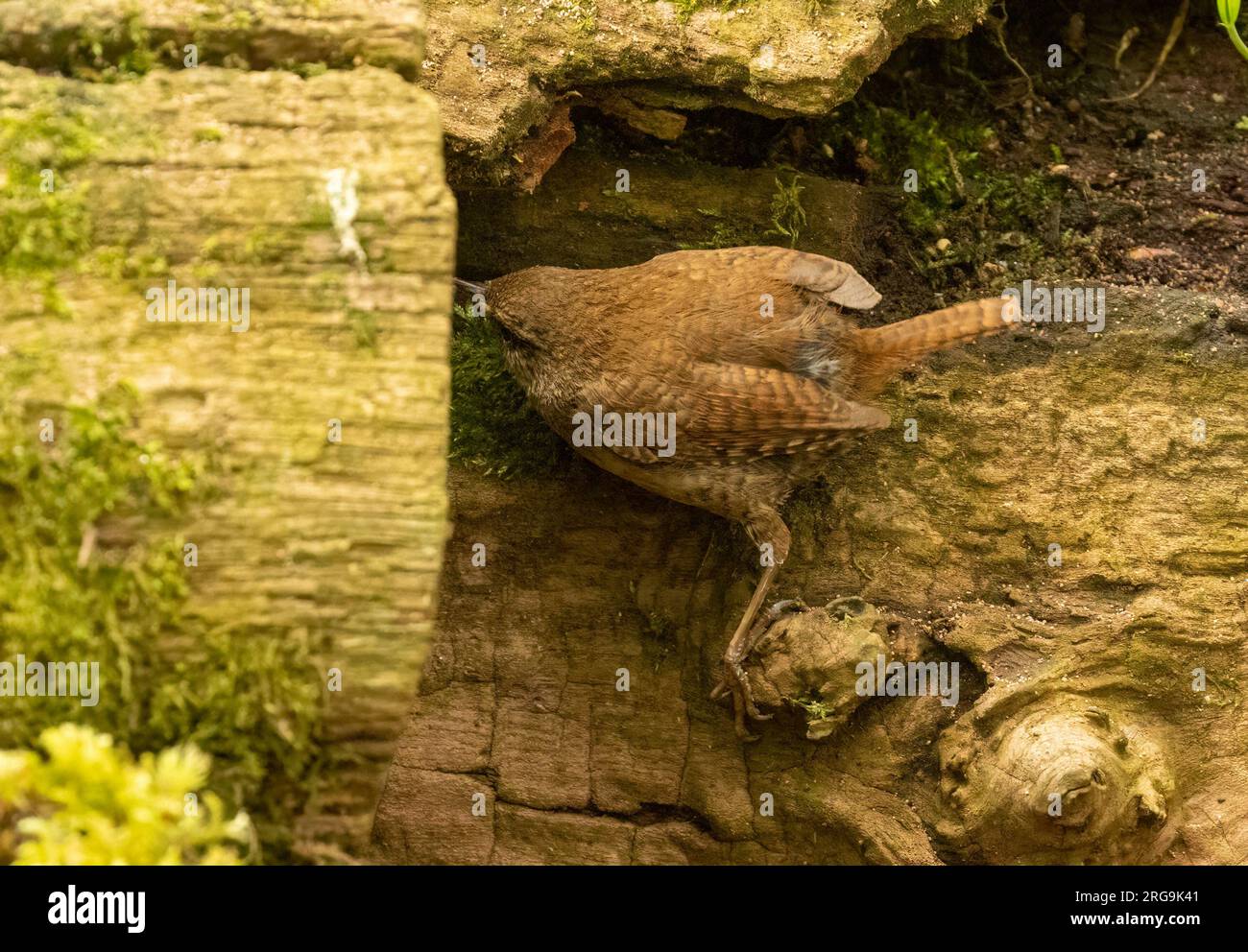 Tiny wren bird foraging for food around old tree trunks in the forest ...