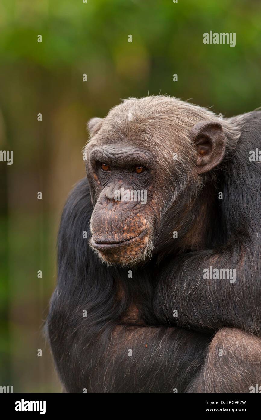 Grumpy Chimp