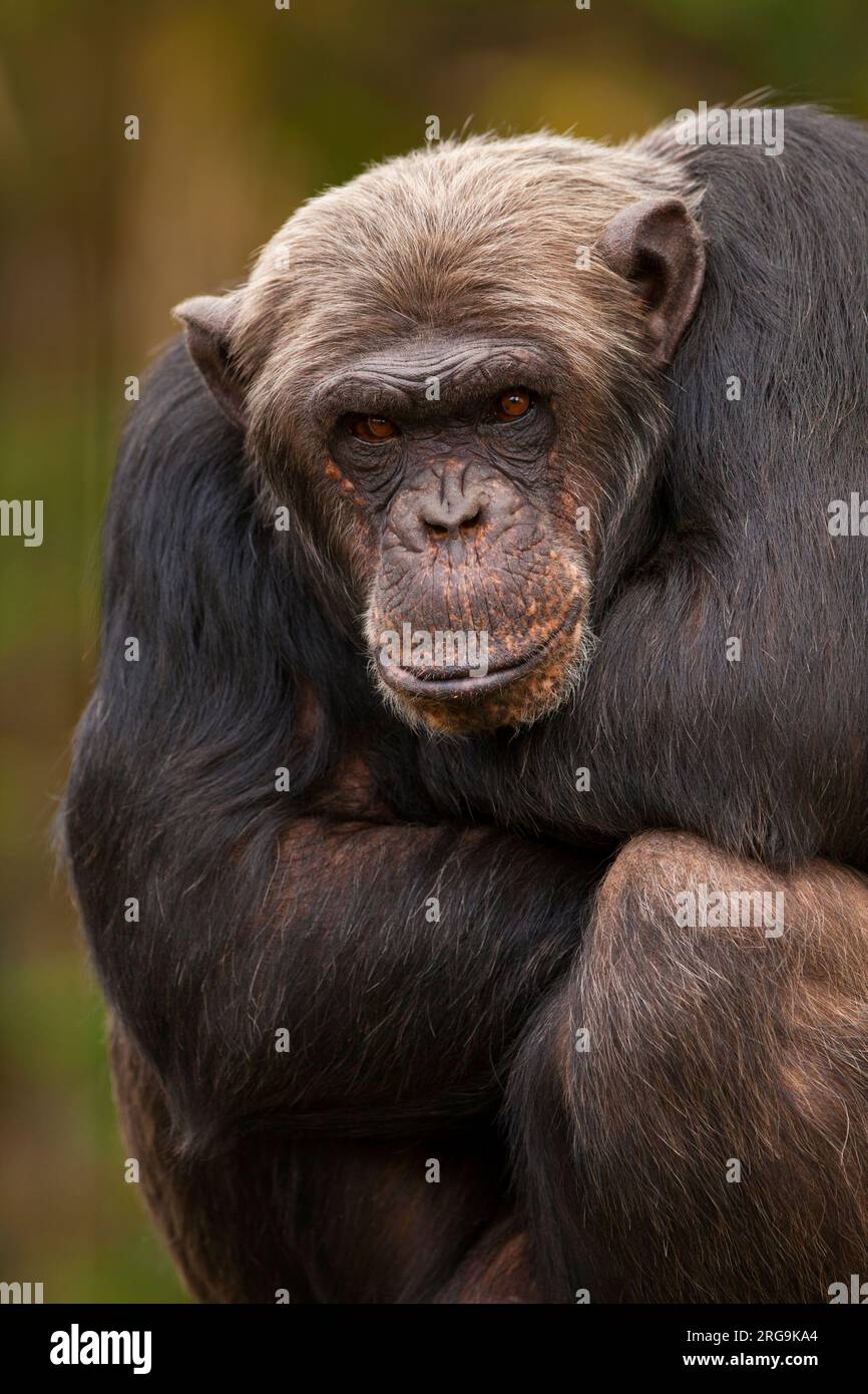 Grumpy Chimp