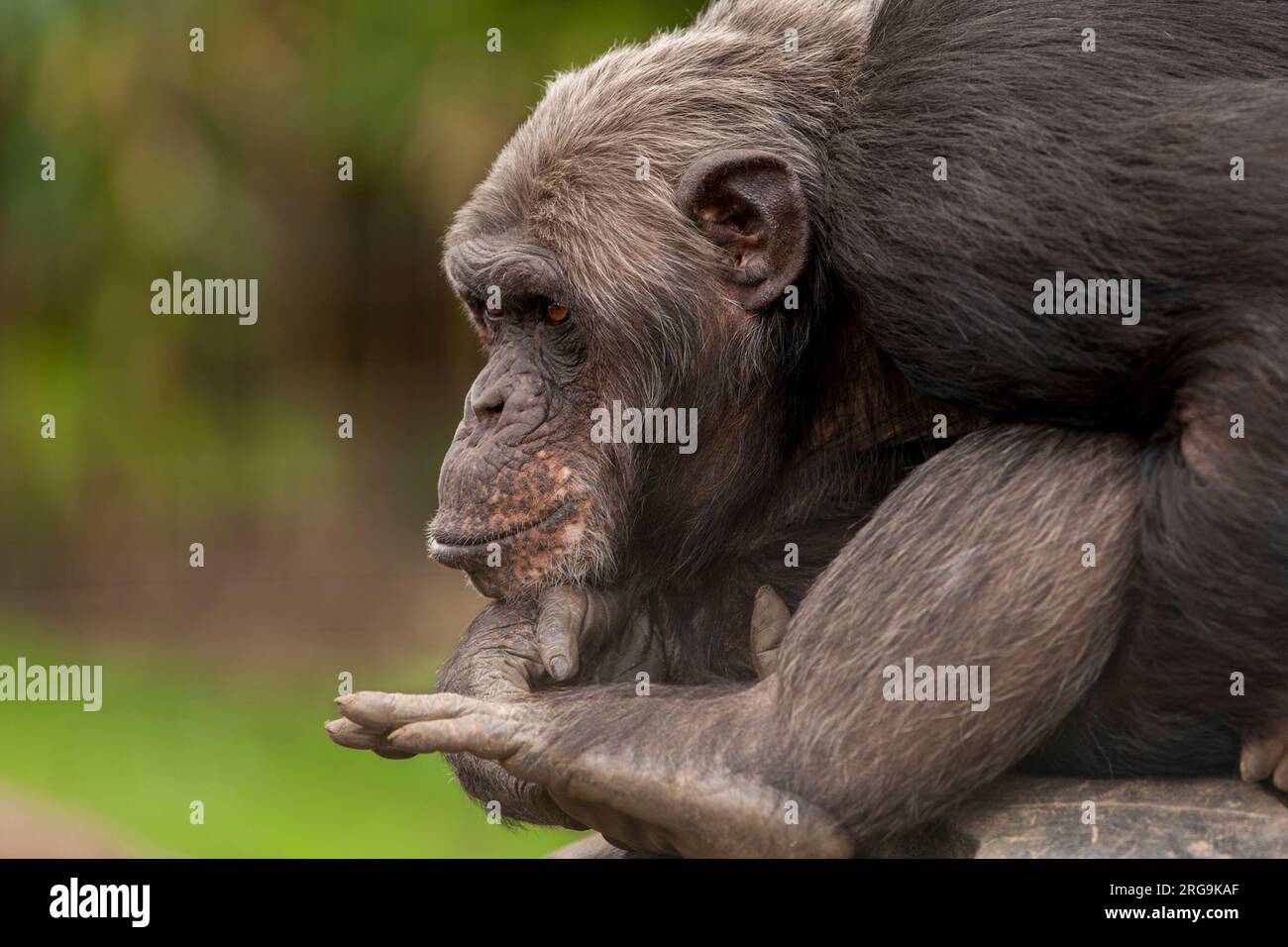 Family chimpanzee funny hi-res stock photography and images - Alamy