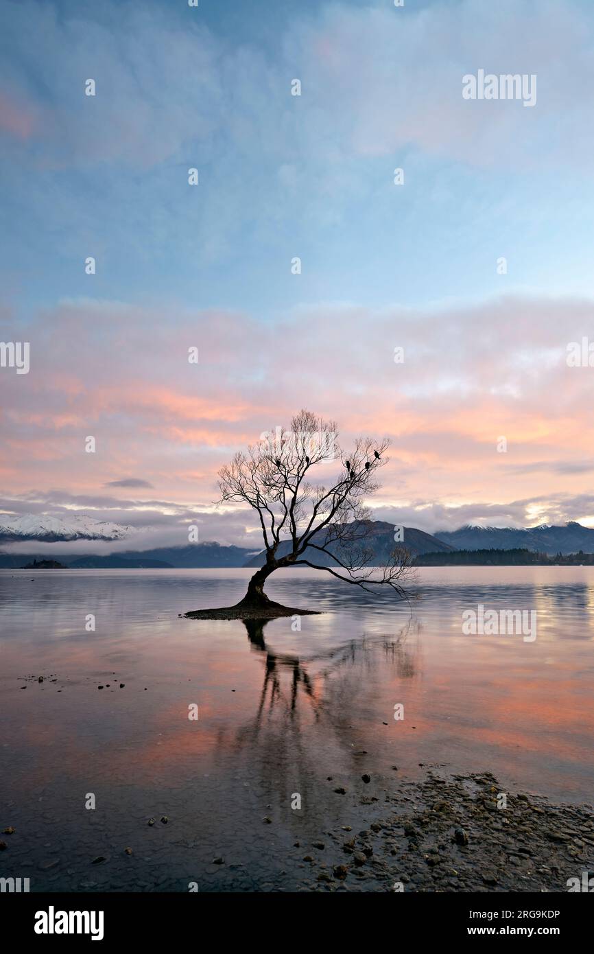 New Zealand. That Wanaka Tree at sunrise. Lake Wanaka. Otago Stock ...