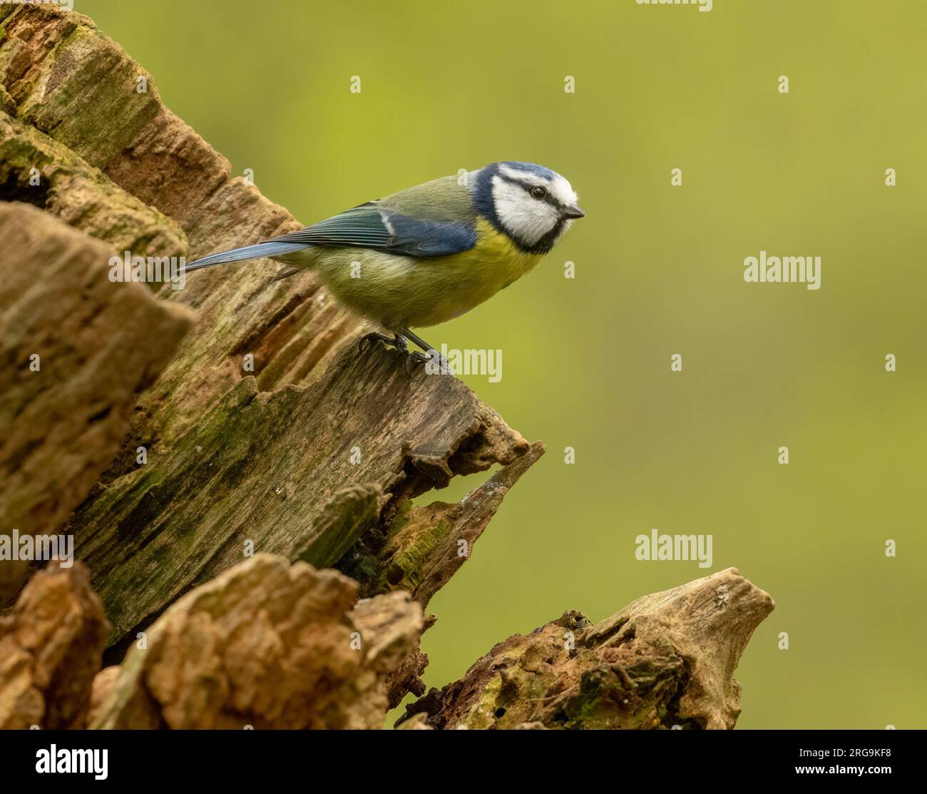 Cute little blue tit bird perched on an old tree trunk in the forest ...