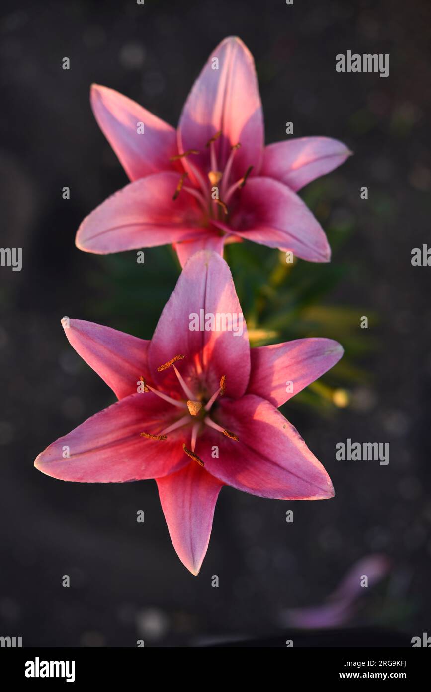 Red and white lily flowers. Red lilies. A beautiful bouquet of lilies ...