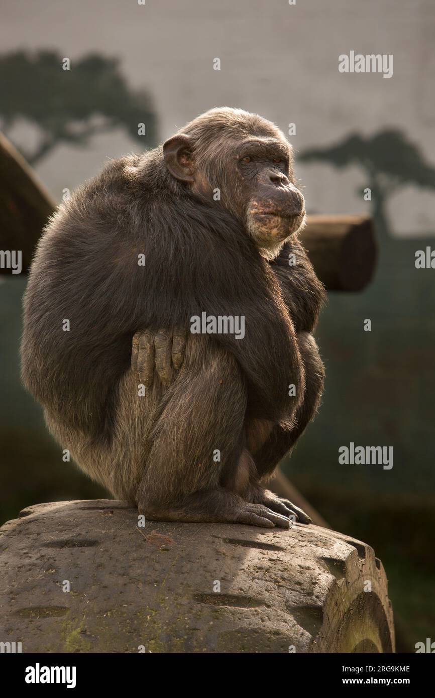 Old man hunched over hi-res stock photography and images - Alamy