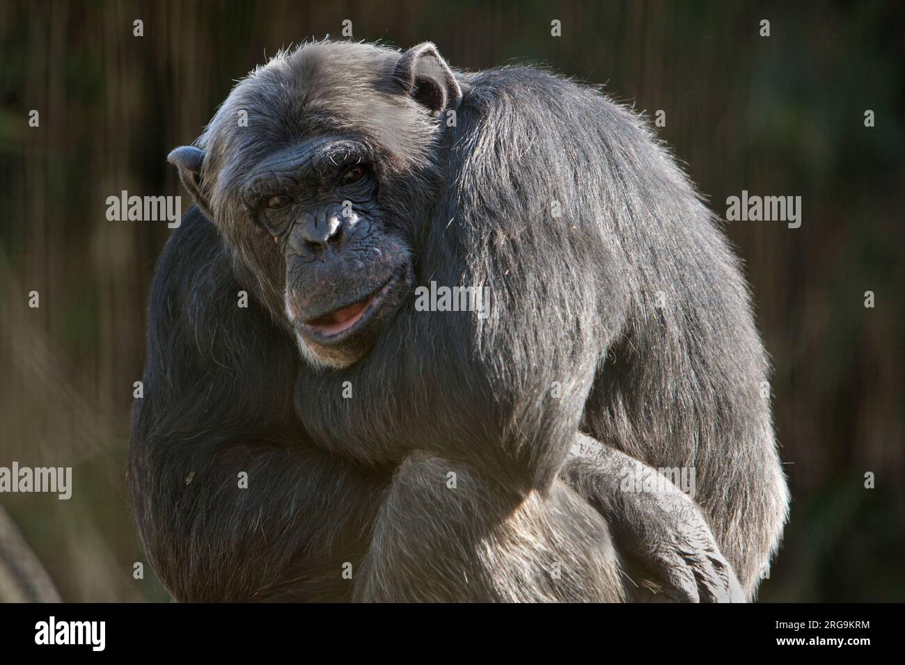 Old man hunched over hi-res stock photography and images - Alamy