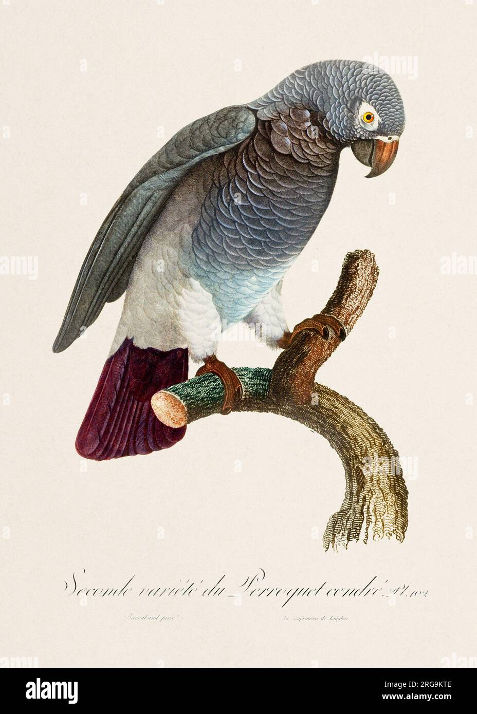 Parrot anatomy hi-res stock photography and images - Alamy