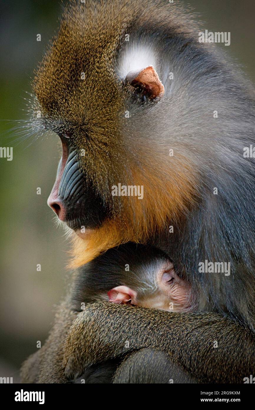 Baby Mandrill Baboon