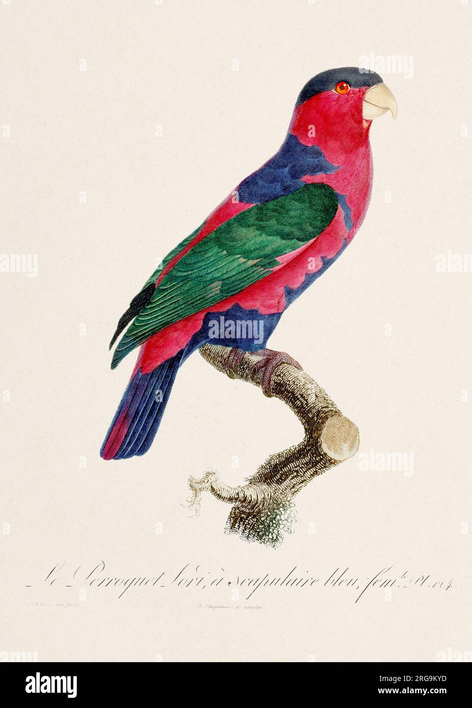 Vintage parrot illustration. Zoologically detailed French depiction ...